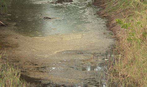 鰲鼓濕地水質遭汙染 慘變「抹茶綠」沼地