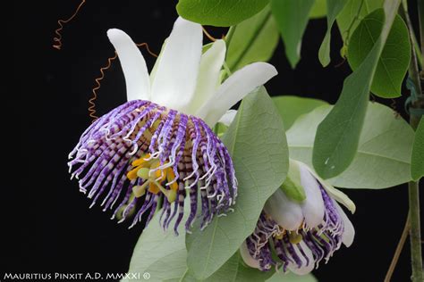 Passiflora Actinia The Italian Collection Of Maurizio Vecchia