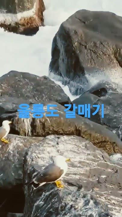 파도와 어울리는 갈매기 Youtube