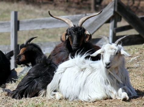 Cashmere Goats Breeds Characteristics Care And Tips