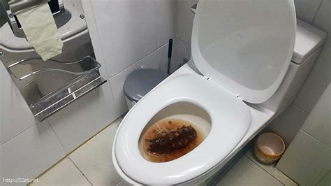 누가 화장실에 똥쌌어 유머움짤이슈 에펨코리아