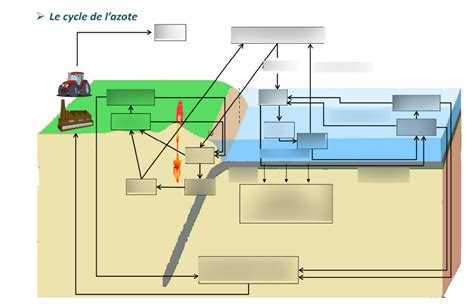 Diagramme De Schéma Cycle De Lazote 2 Quizlet