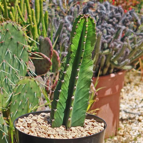 Buy ‘candelabra Tree Euphorbia Ingens Care And Growing Guide