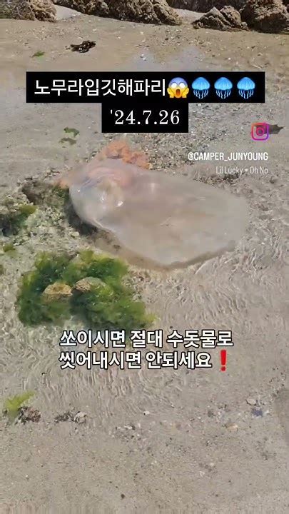 노무라입깃해파리 비상‼️ 해파리 노무라입깃해파리 바다 물놀이 여름휴가 Youtube