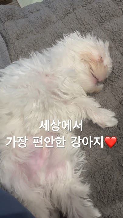 지켜주지 못해서 미안해 하지만 귀여워 Youtube