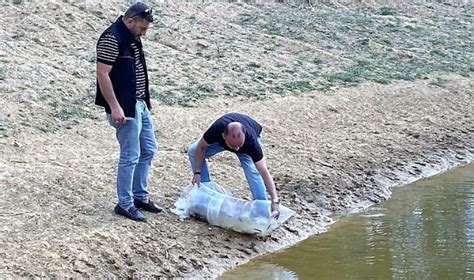 Uşak ve ilçelerinde bin adet sazan yavrusu suya bırakıldı Uşak Haberleri