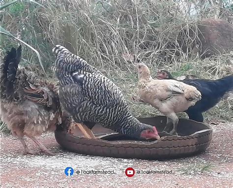 Advantages And Disadvantages Of Free Range Chicken Farming — Ayanda
