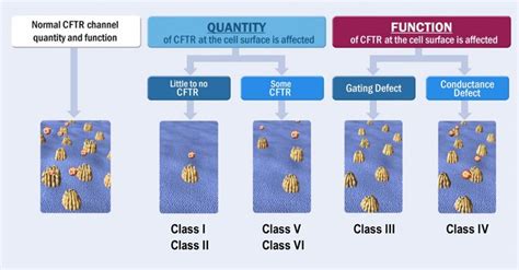 Types Of Cftr Protein Defects Mutation Molecular Cell