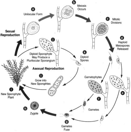 Ectocarpus Life Cycle