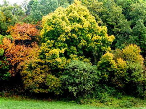 Rocayflor Colorido De Otoño