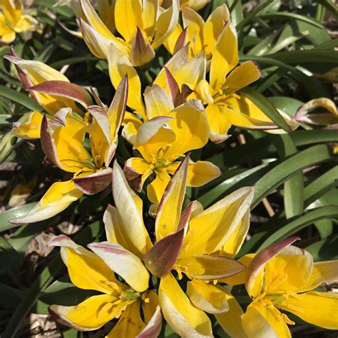 Tulipa 'Tarda' - Pheasant Acre Plants