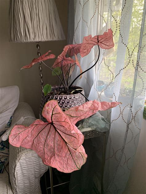 Pink Beauty Caladium Plant