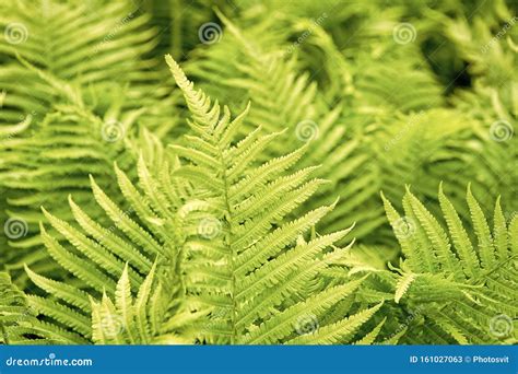 Greenery Bring Happiness Fern Growing Outdoor Fern Bed In Woods