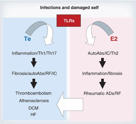 Proposed Role Of Sex Hormones In Regulating Immune Function During Download Scientific Diagram
