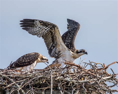 Fotos Gratis Pájaro Ala Fauna Silvestre Pico águila Halcón Ave