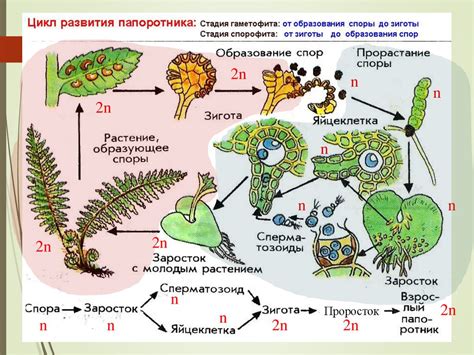 Размножение папоротников презентация онлайн