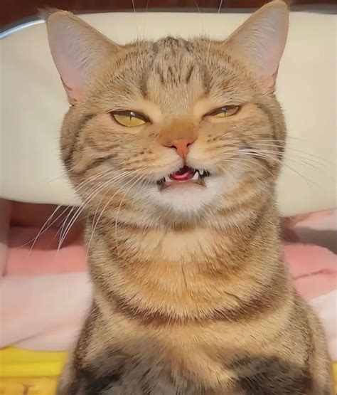 Ghim của naá タ trên CAT CUTE Động vật Mèo đẹp Mèo