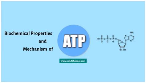 ATP Biochemical Mechanism And Properties