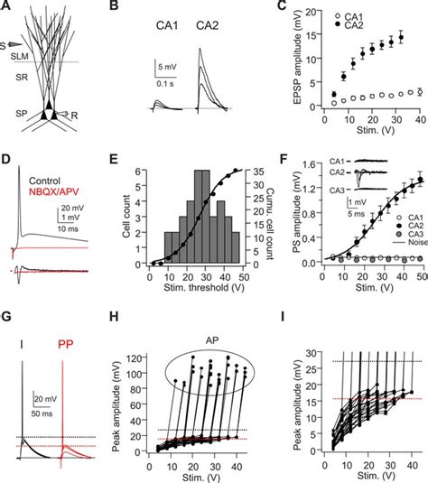 Dendritic Na Spikes Enable Cortical Input To Drive Action Potential