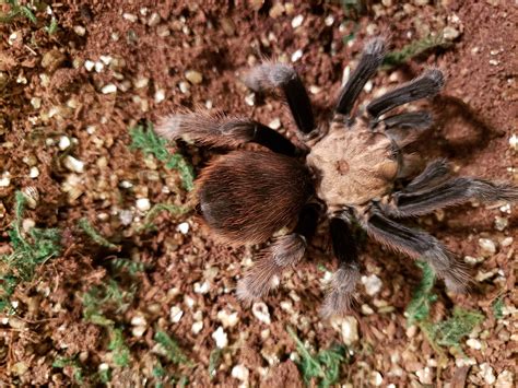 Male Chalcodes Tarantula Forum