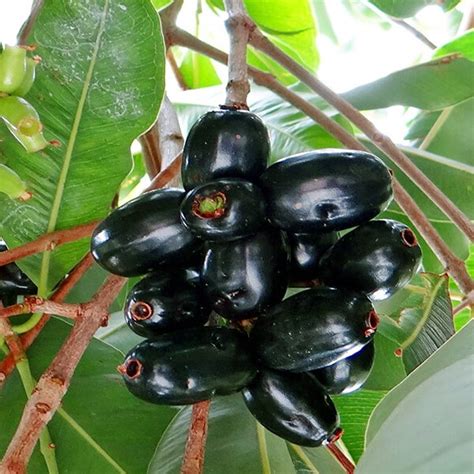 Jamun Tree Syzygium Cumini Plant Ks Garden Nursery