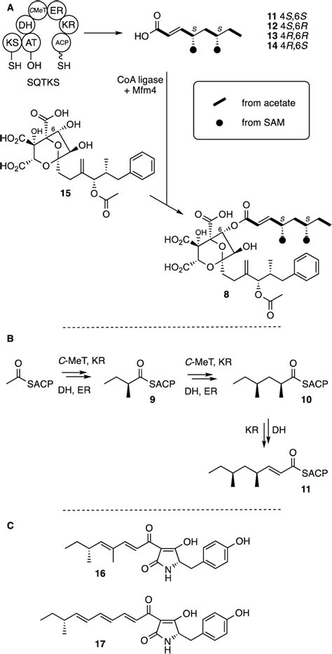 Scheme 2 Iterative Programmed Reactivity Of Fungal Hr Pks A Overall