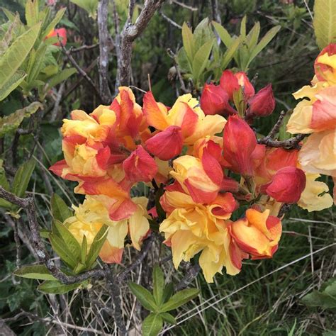 Rhododendron And Azalea Gardens