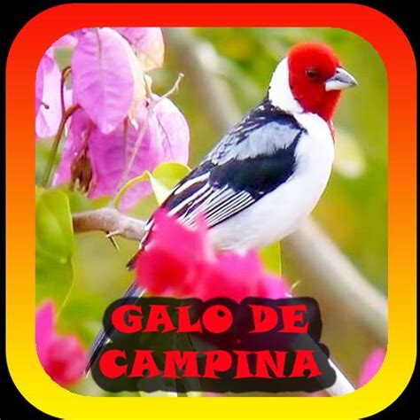 Download Do Apk De Femea Canto De Galo De Campina Para Android