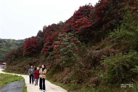 贵州织金：又是一年杜鹃花开时 极目新闻
