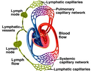 13 Important Differences Between Lymph And Blood CBSE Class Notes Online Classnotes123