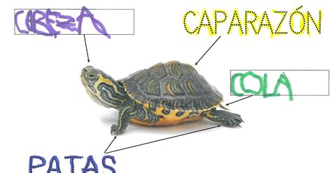 La Clase De Laura Las Partes De La Tortuga