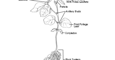 Grades K 2 Parts Of A Soybean Seedling