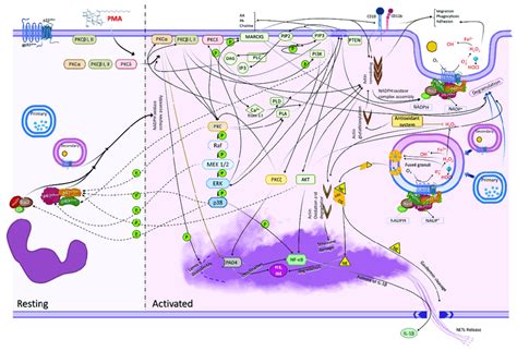 Major Signaling Pathways In Pma Activated Neutrophils Pma Crosses The Download Scientific
