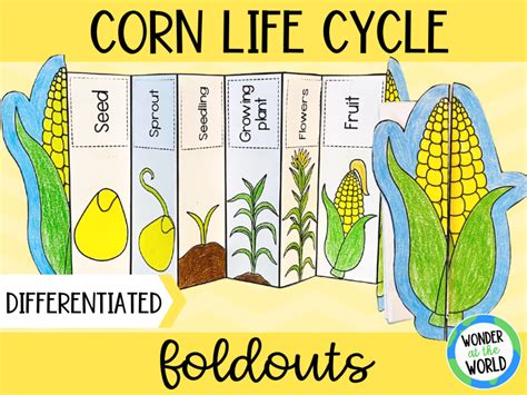 Corn Life Cycle Process Diagram Determining Corn Growth Stag