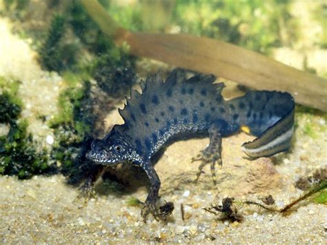 Newt