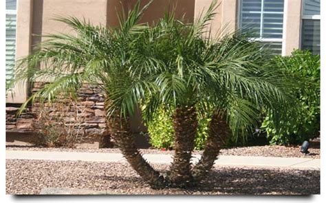 Pygmy Palm Cape Coral