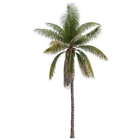 Cocos Nucifera 1 Download The 3d Model 40263