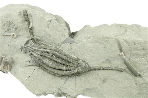 3 8 Fossil Crinoid Scytalocrinus Crawfordsville Indiana 269853