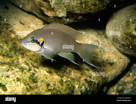 Brichardi Lyretail Cichlid Neolamprologus Brichardi Cichlidae