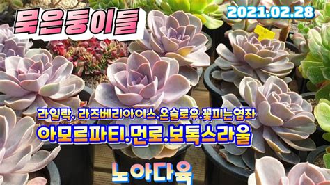노아다육먼로라즈베리아이스아모르파티 꽃피는염좌 라일락보톡스라울택배 010 9884 1044 Korean