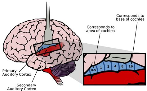 The Brain And The Cochlea Where They Connect And Process Sound