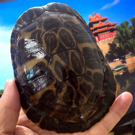Unique Turtle Shell Real Specimen Turtle Shell Taxidermy Skull