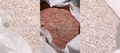 Семена ячменя пивоваренного Грейс купить в Ефремове Животные и