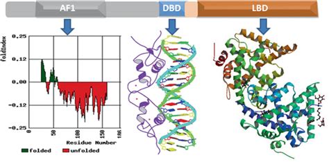 Receptor Structure And Function Radiology Key