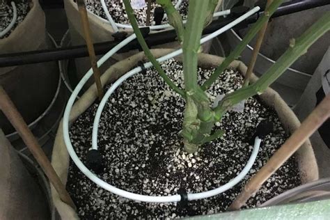 Diy Automatic Watering System For Indoor Cannabis Coco For Cannabis