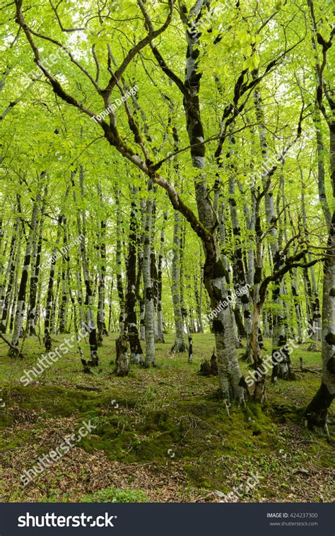 25 Vertical Forest Wallpapers Wallpapersafari