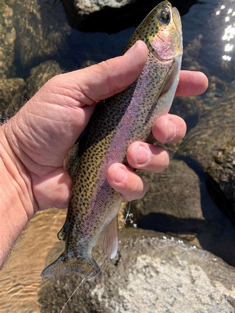 South Fork Payette River A Blue Ribbon Fly Fishing River Northwest