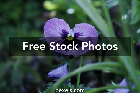 Cassava Growing Photos Download The Best Free Cassava Growing Stock