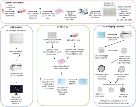 Workflow For High Content 3d Co Culture Smartpool Sirna Transfection