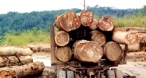 Mukulagate The Illicit Logging Of Mukula In Chipili Luapula Province